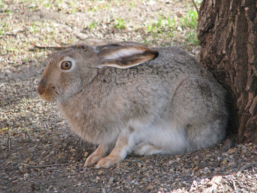 White-tailed Jack Rabbit (Features of the Badlands) · iNaturalist