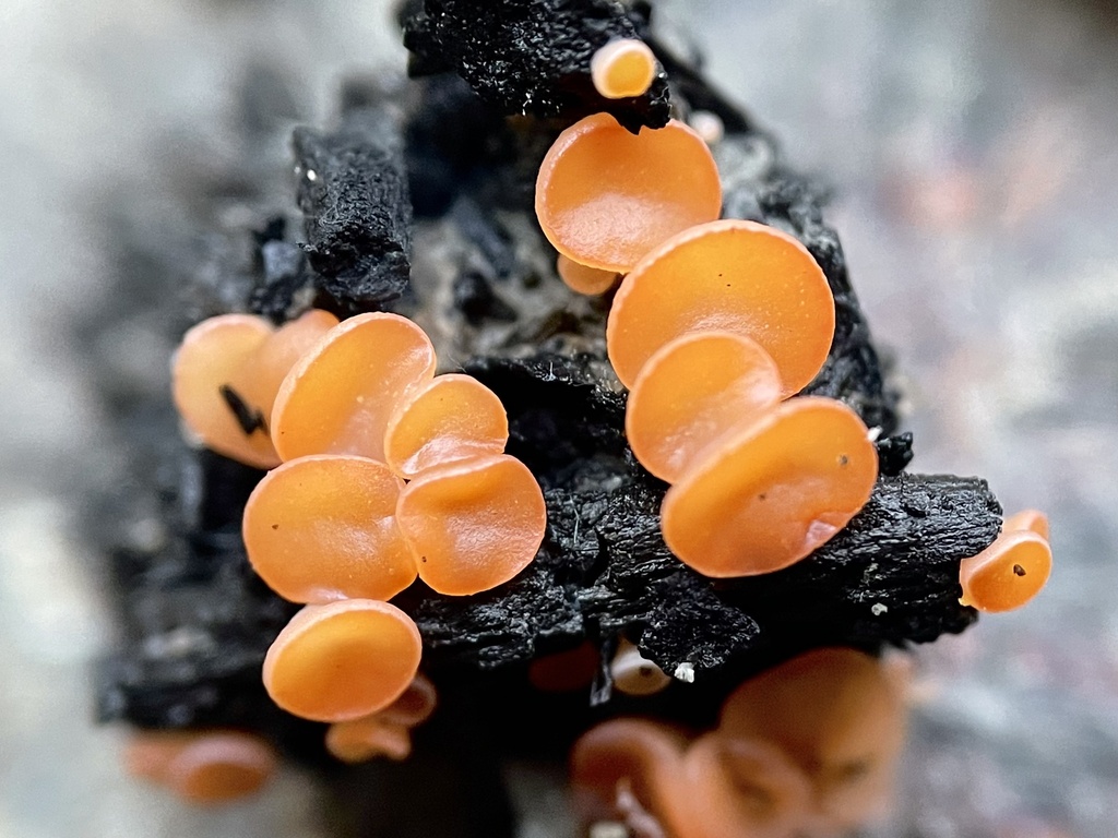 Pulvinula from UCSC Campus Natural Reserve, Santa Cruz, CA, US on ...