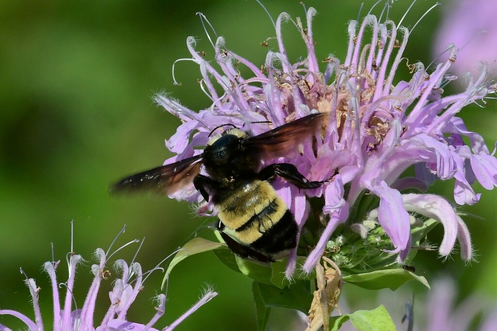 American Bumble Bee from Lancaster County, NE, USA - Stagecoach Lake ...