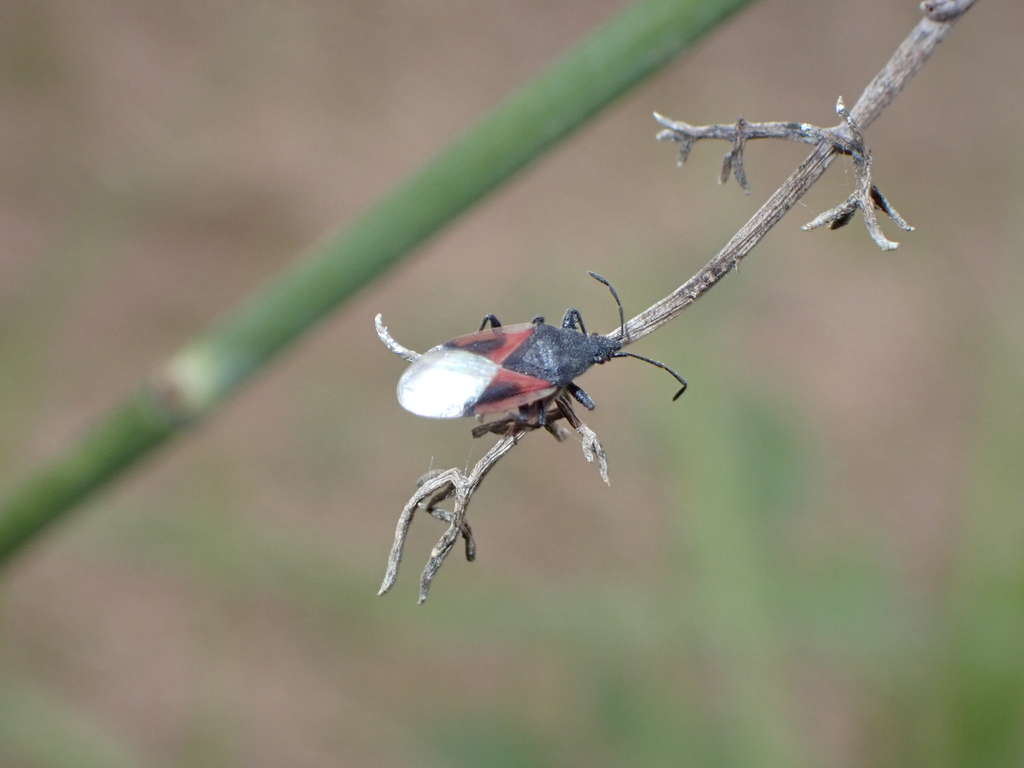 Lime seed bug from Santa Cruz de Tenerife, España on January 25, 2023 ...