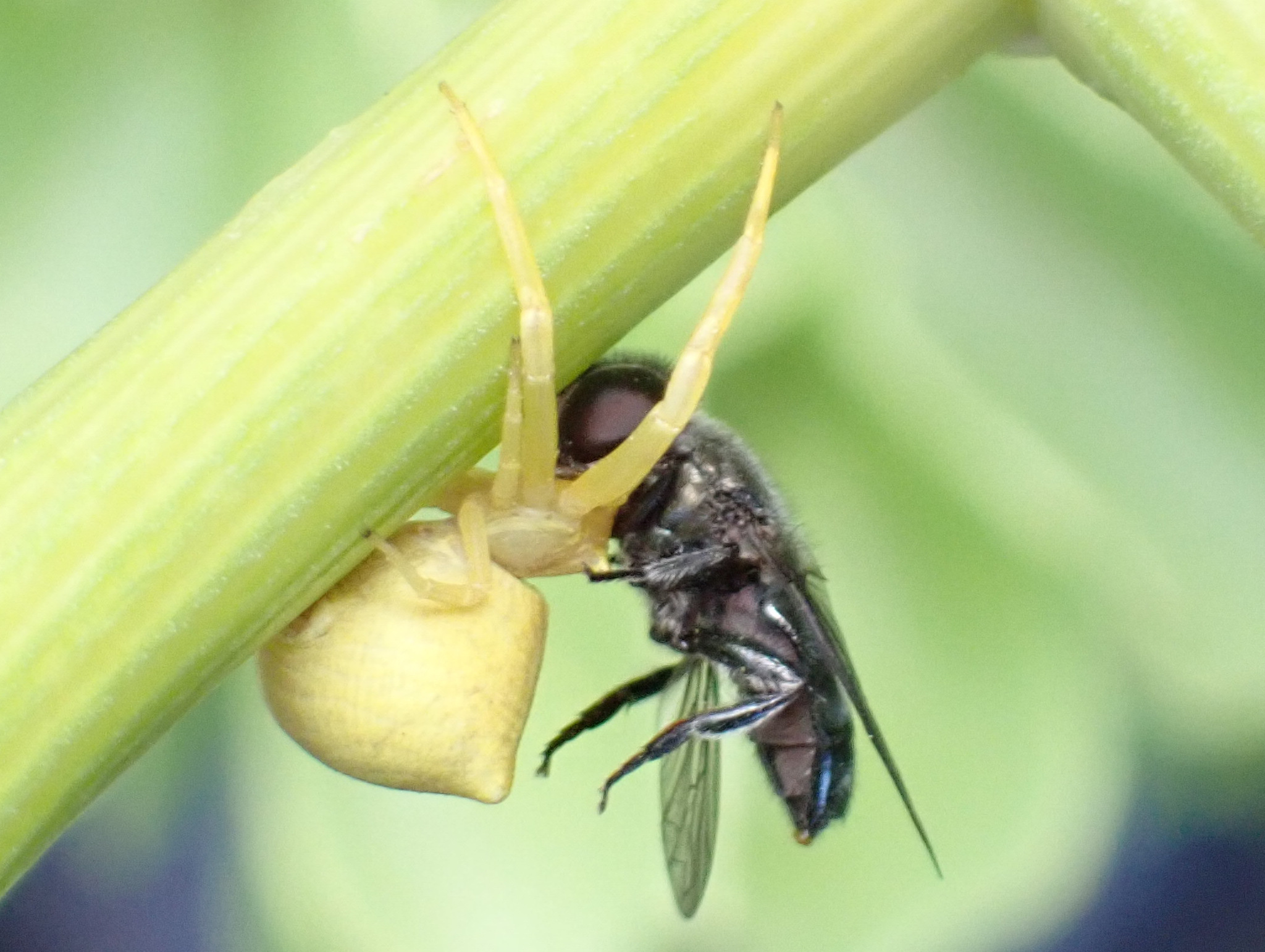 Thomisus onustus Walckenaer, 1805