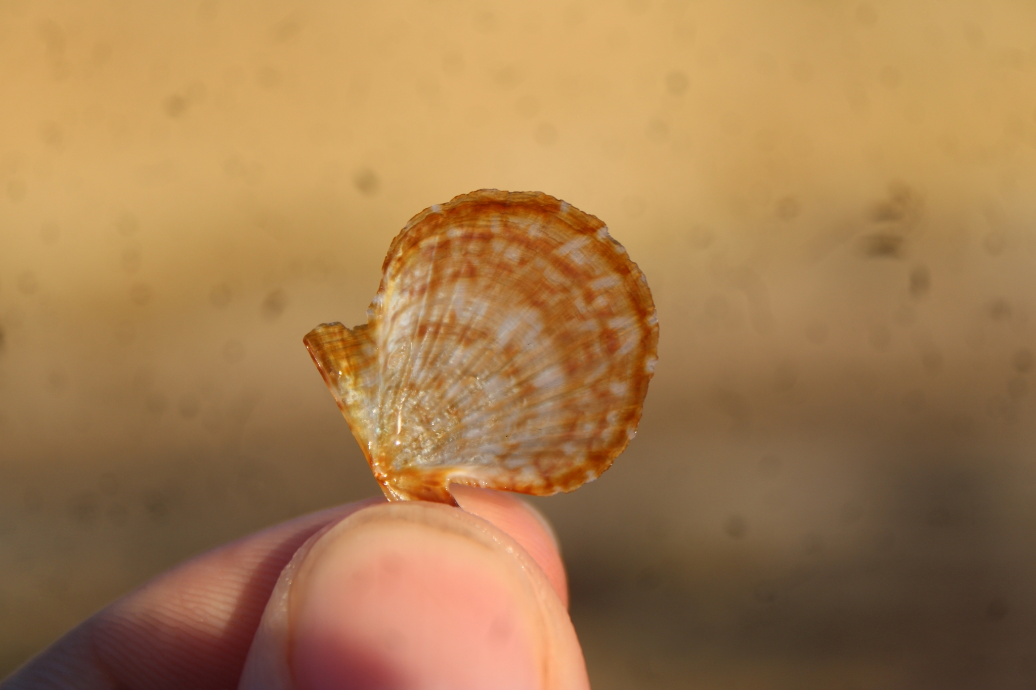 Leptopecten latiauratus (Conrad, 1837)