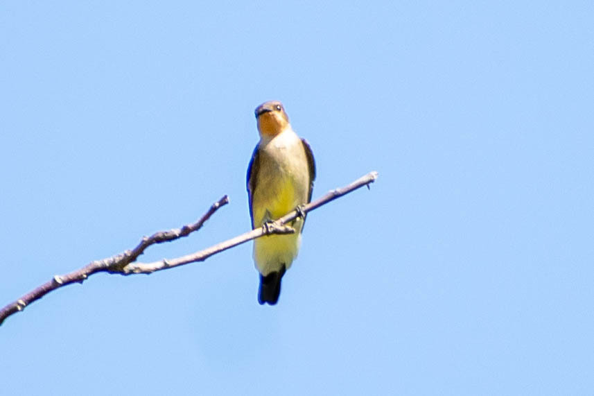 Southern Rough-winged Swallow from RP11, B1913 Magdalena, Provincia de ...