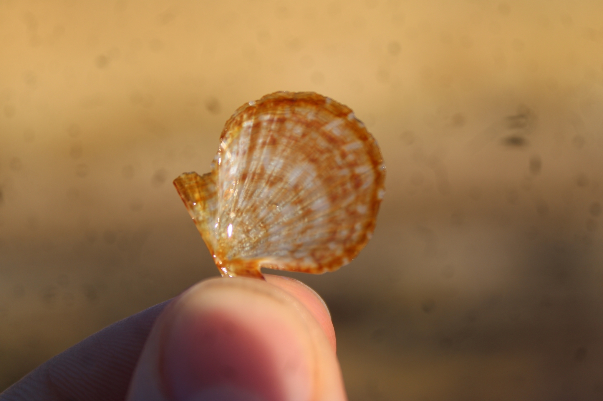 Leptopecten latiauratus (Conrad, 1837)