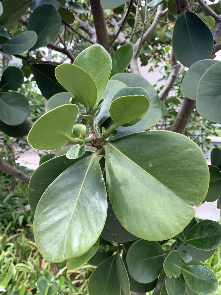 autograph tree from Universidad VERITAS, San Jose, San Jose, CR on ...