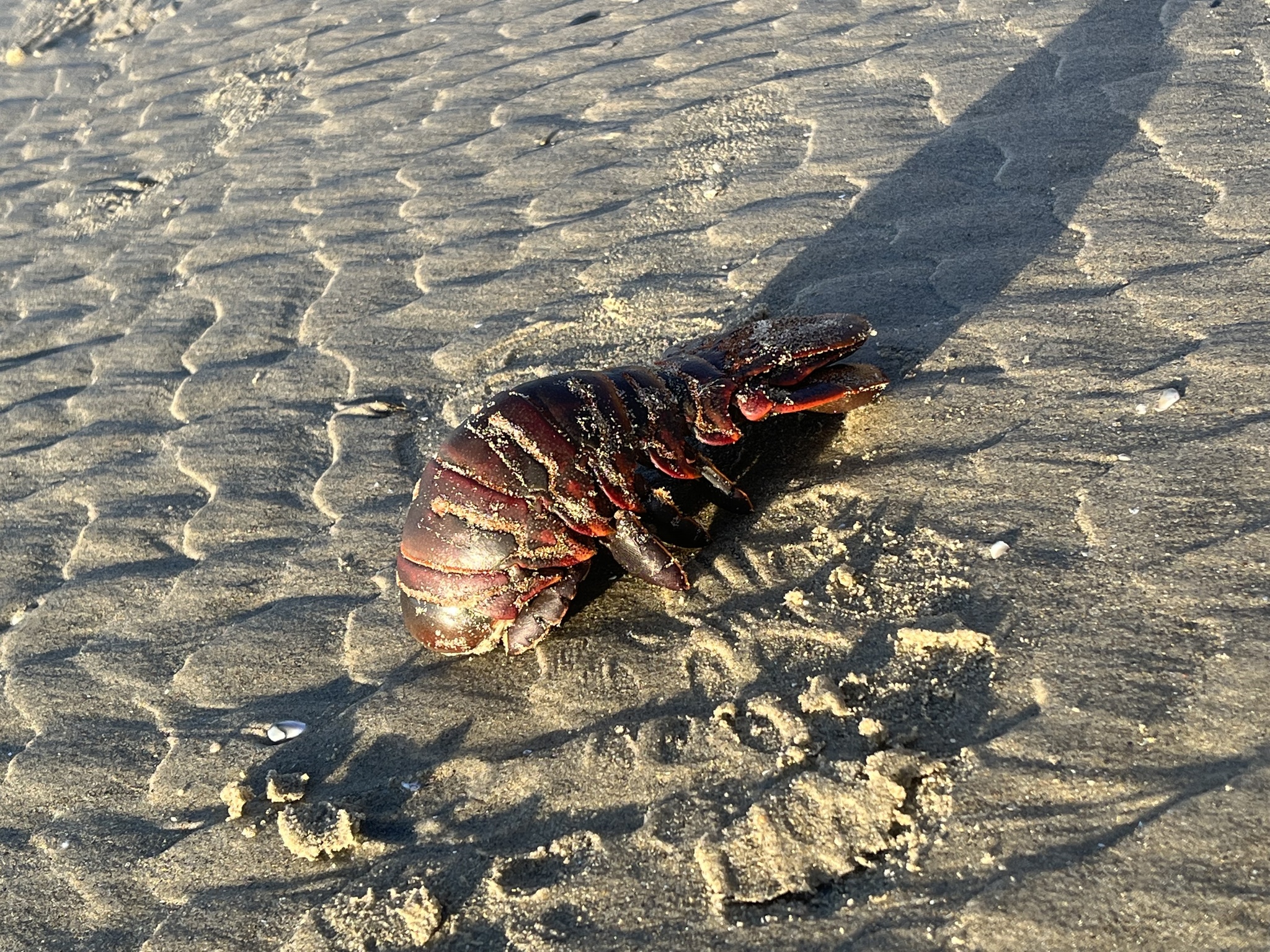 Panulirus interruptus (J.W.Randall, 1840)