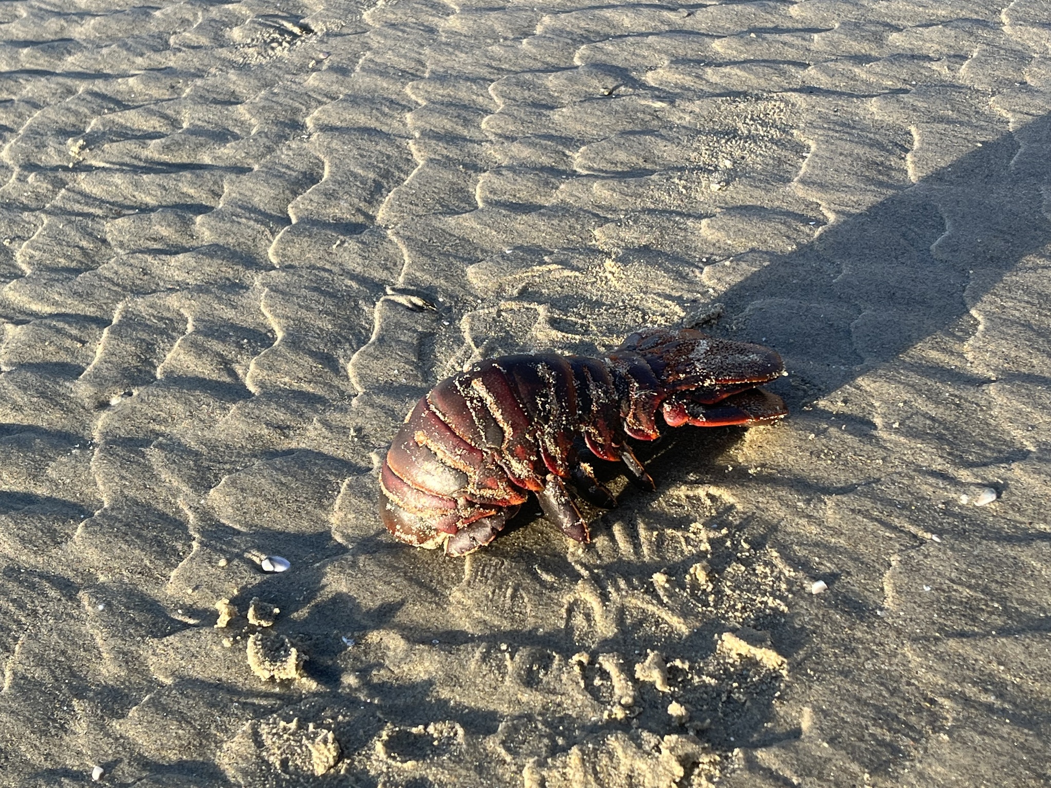 Panulirus interruptus (J.W.Randall, 1840)