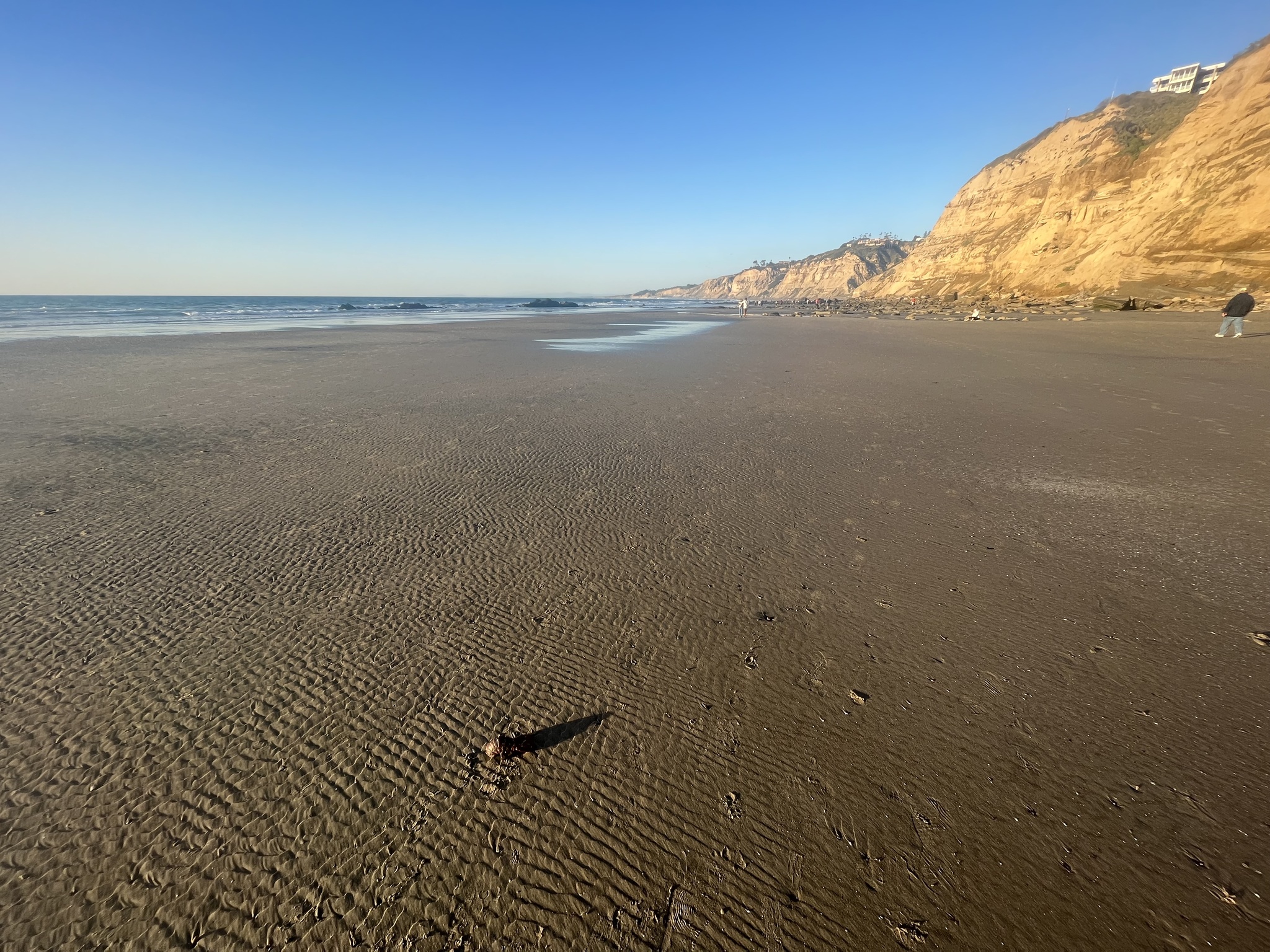 Panulirus interruptus (J.W.Randall, 1840)