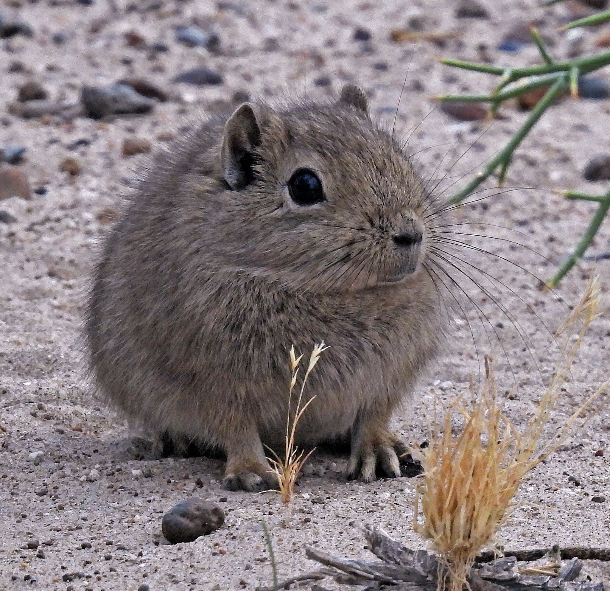 Microcavia H.Gervais & Ameghino, 1880