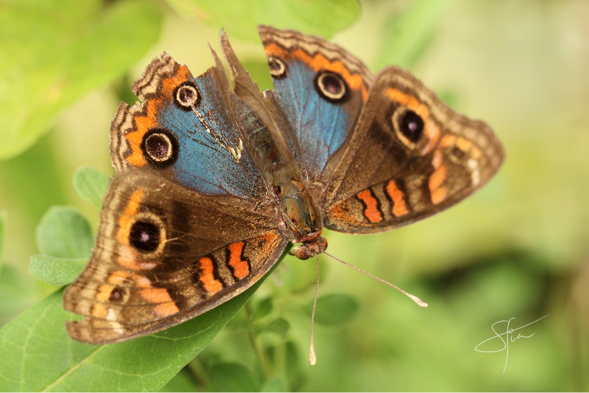 Junonia lavinia Cramer, 1775