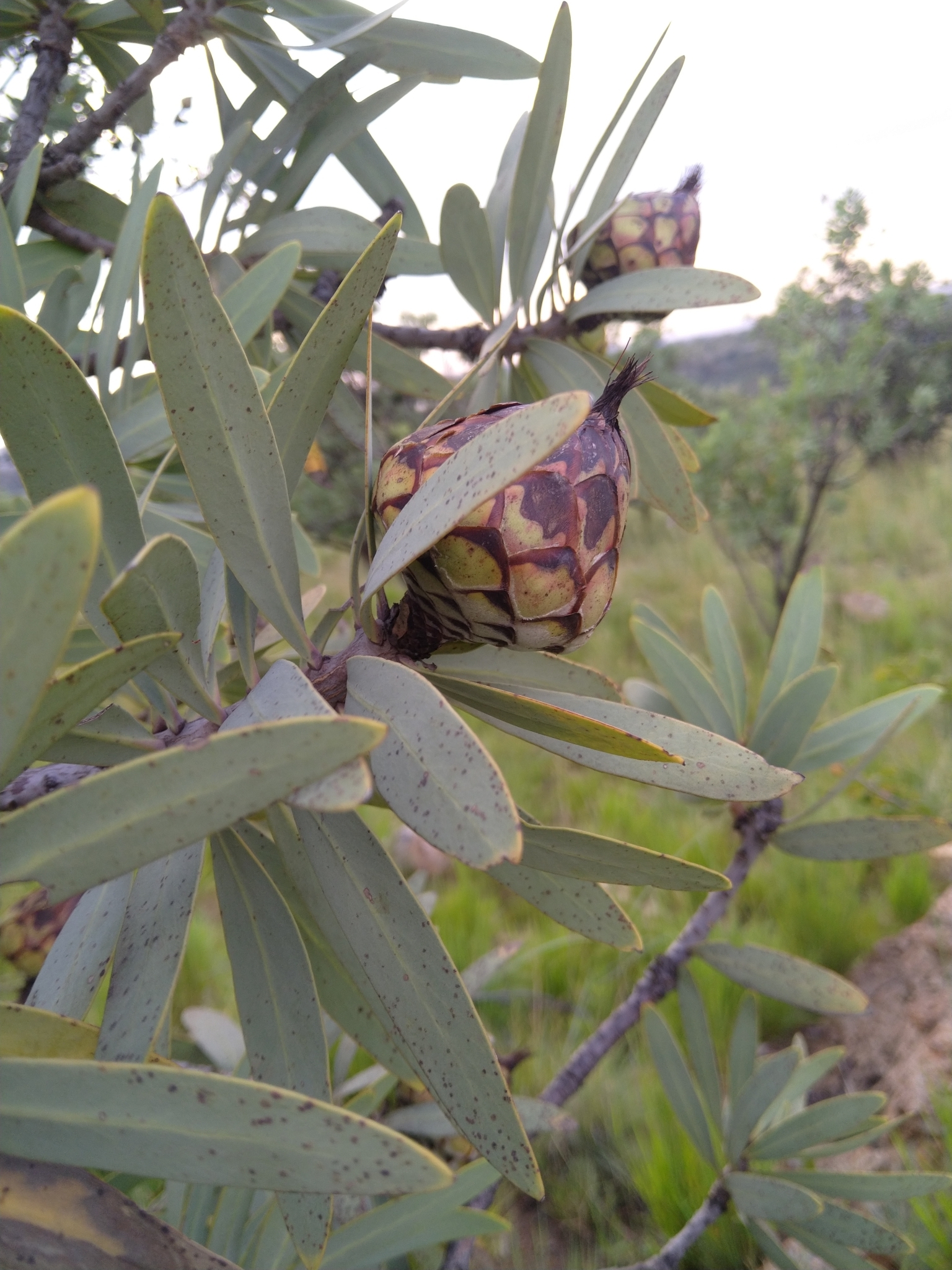 Protea caffra subsp. caffra