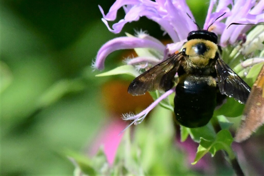 Eastern Carpenter Bee from Lancaster County, NE, USA - Stagecoach Lake ...