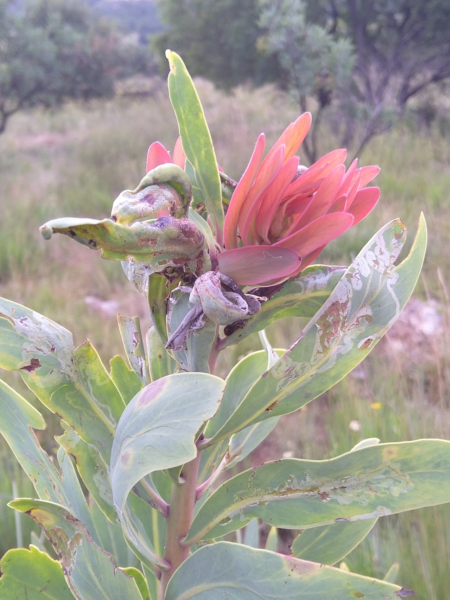 Protea caffra subsp. caffra