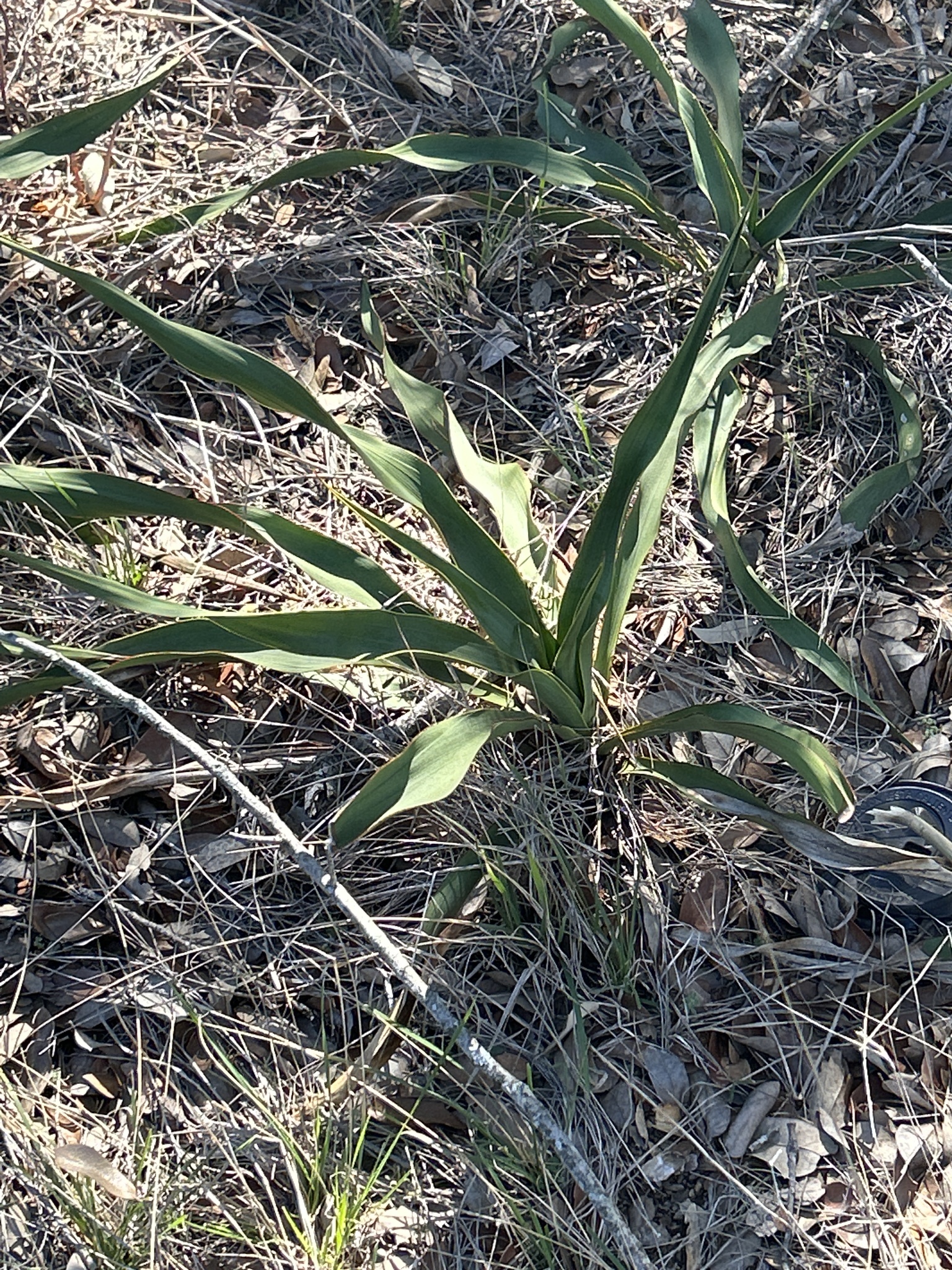 Yucca rupicola Scheele