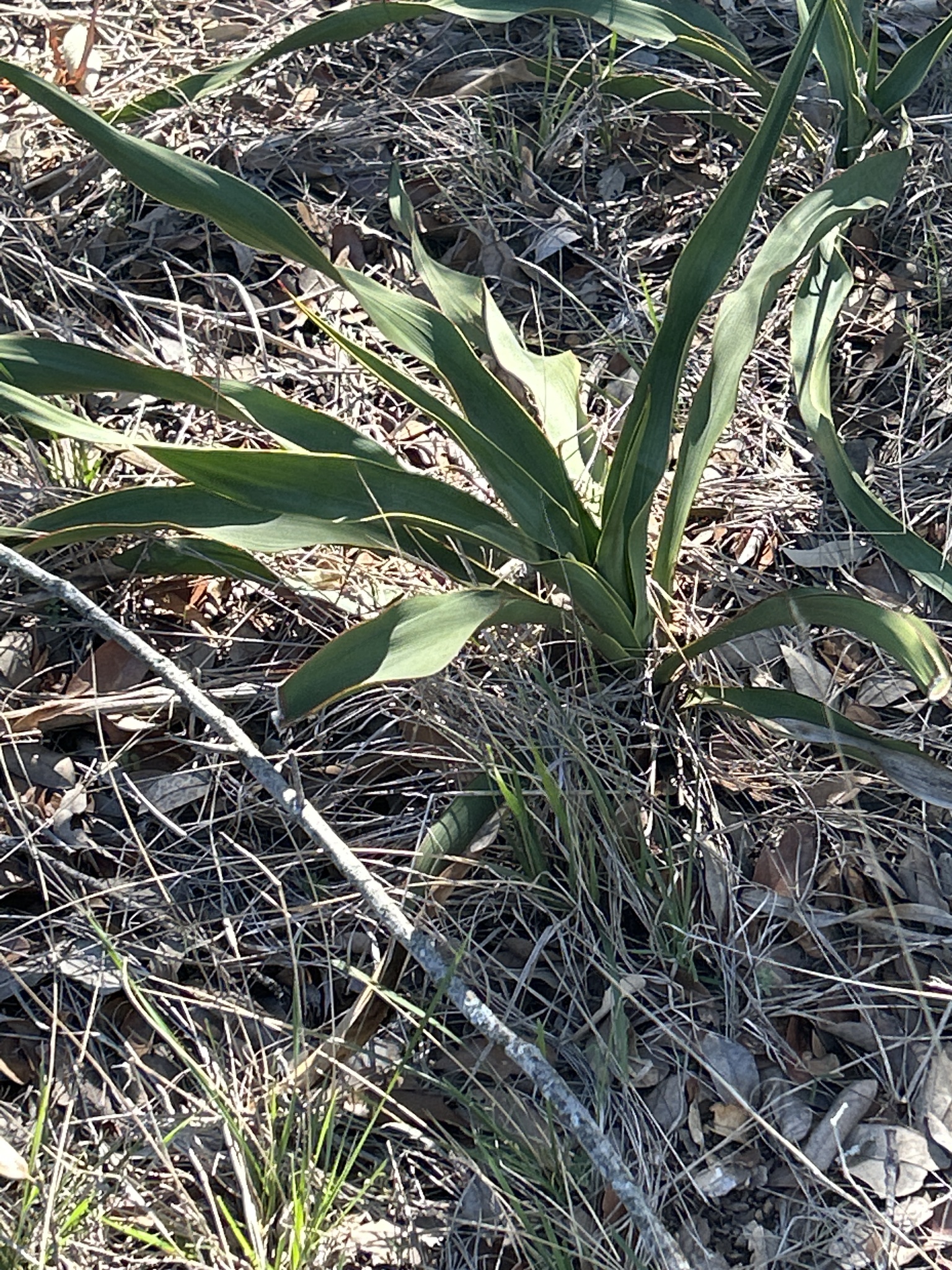 Yucca rupicola Scheele