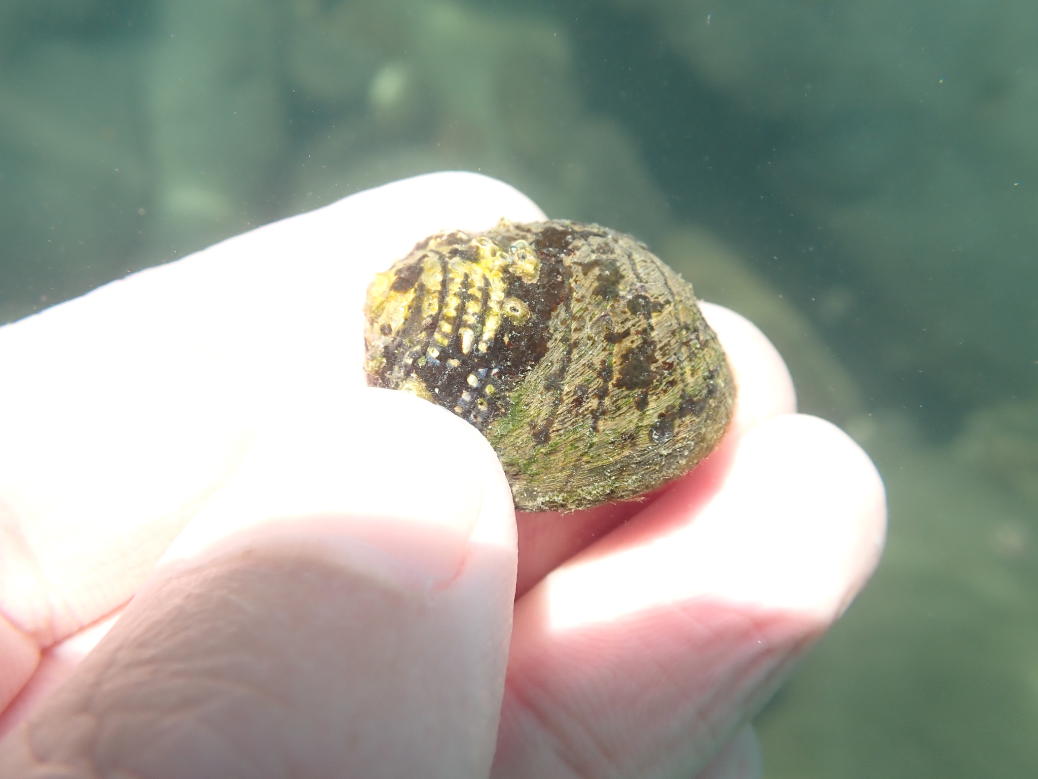 Diloma aethiops (Gmelin, 1791)