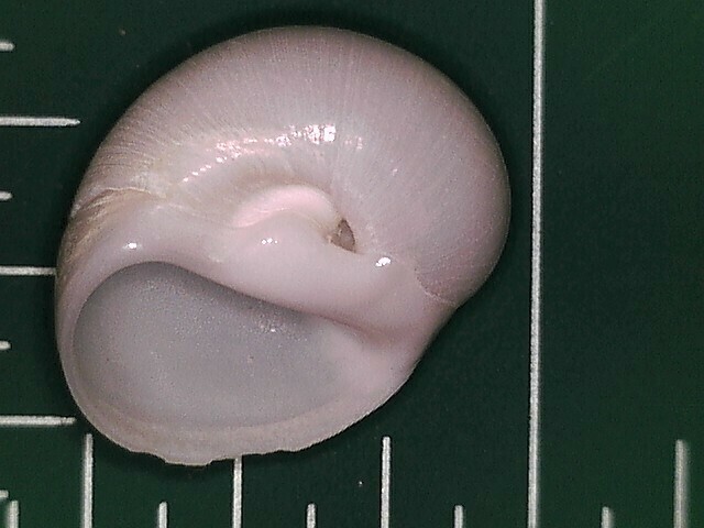 Polinices lacteus (Tenerife Snails) · iNaturalist