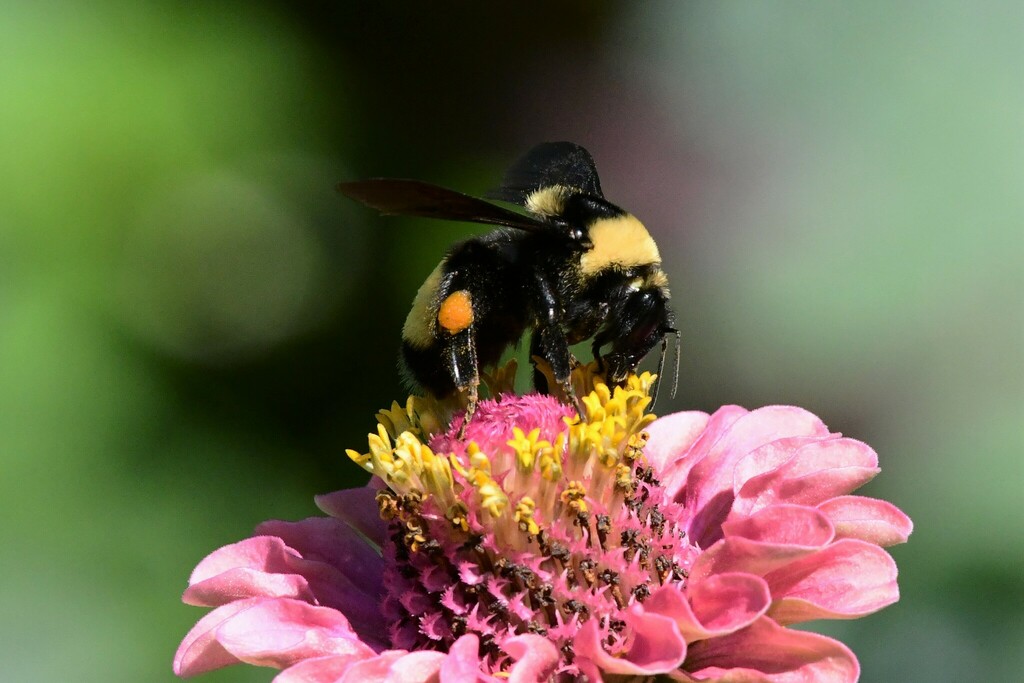 Black-and-gold Bumble Bee from Near South, Lincoln, NE, USA - Sunken ...