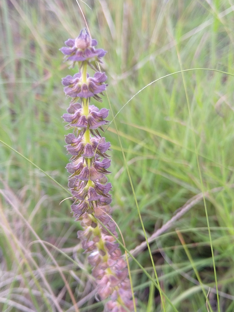 Penther Spurflower from Carletonville, 2499, South Africa on January 25 ...