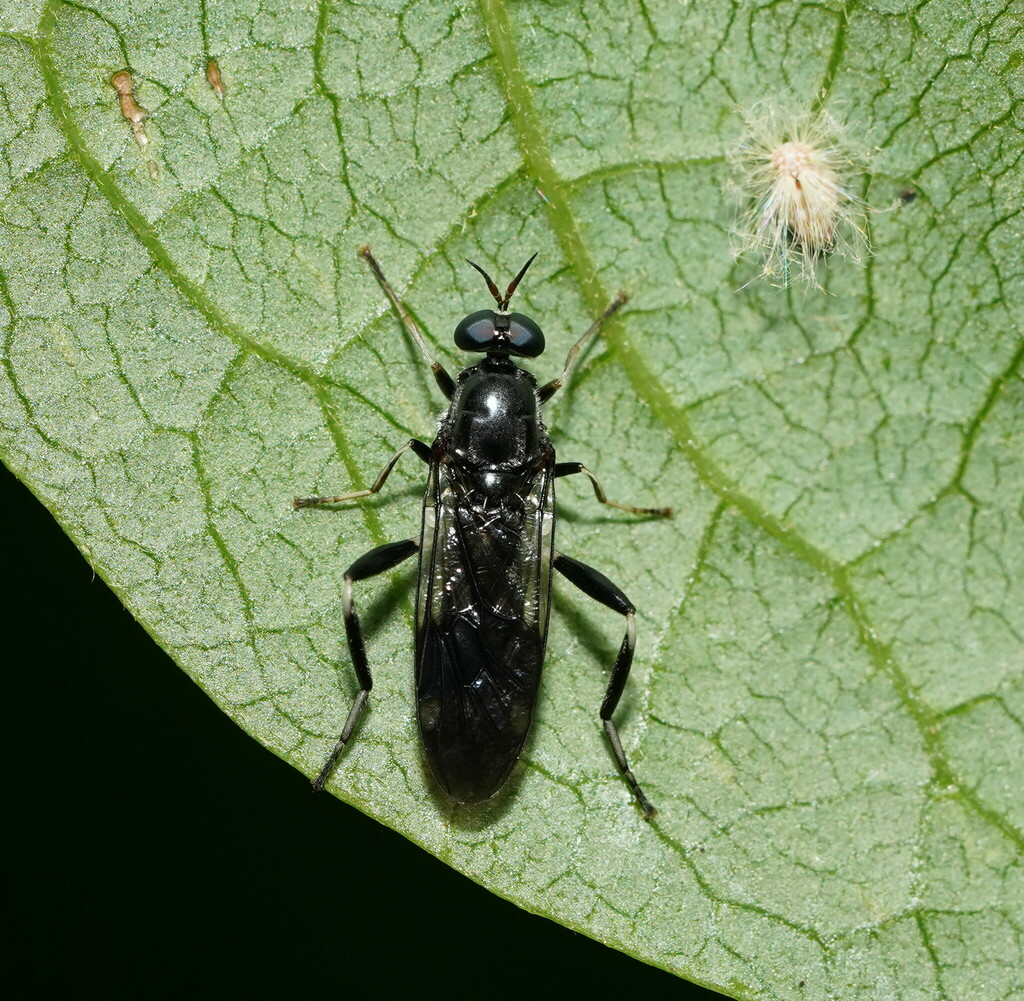 Garden soldier fly from Monbulk VIC 3793, Australia on January 23, 2023 ...