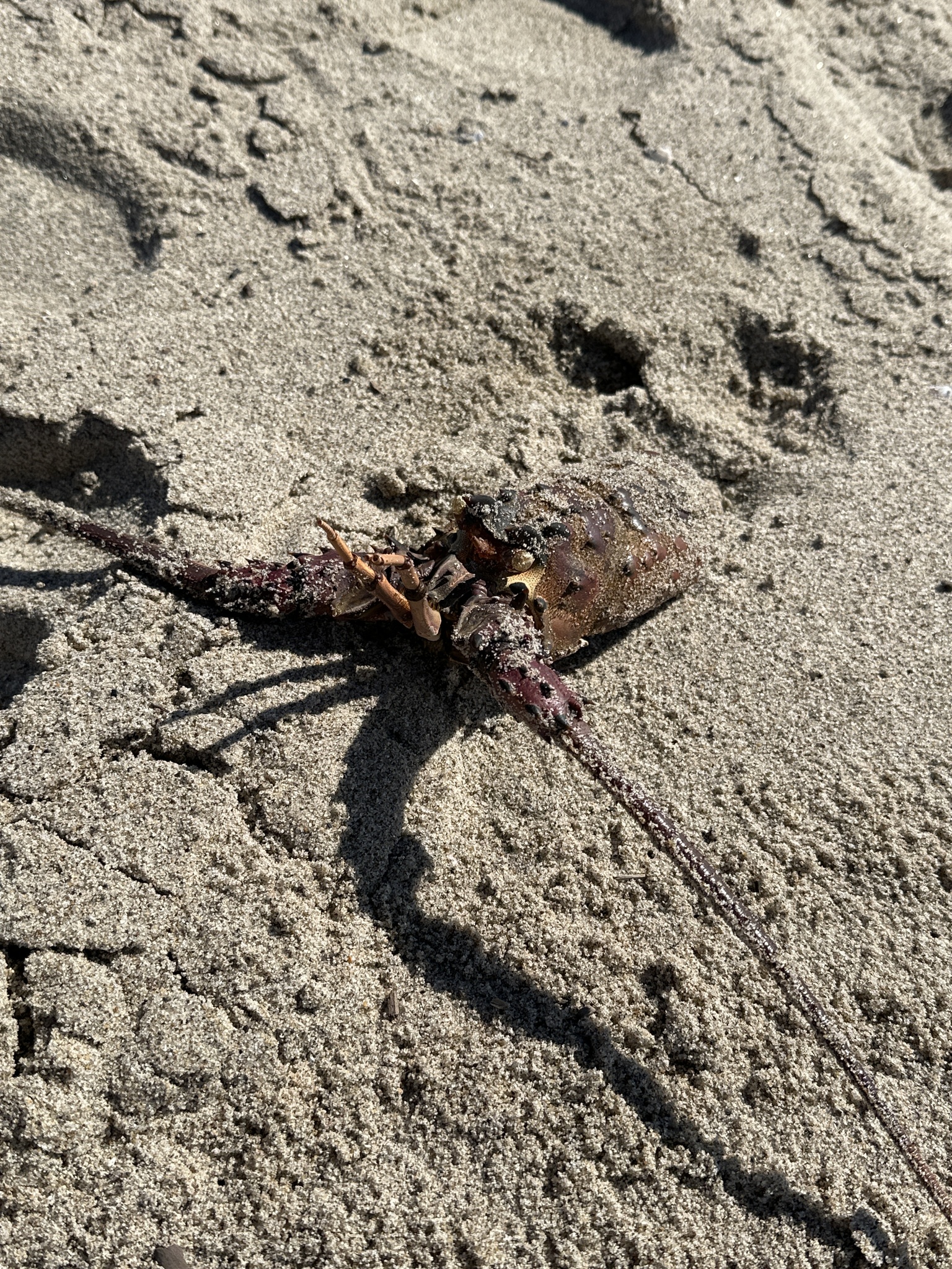 Panulirus interruptus (J.W.Randall, 1840)