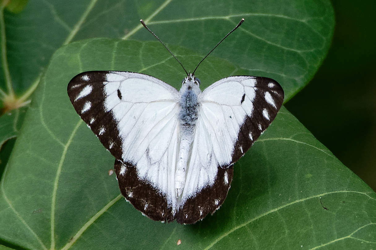 Cepora perimale (Donovan, 1805)