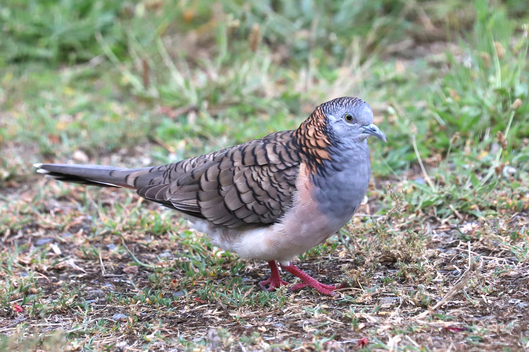 Geopelia humeralis (Temminck, 1821)