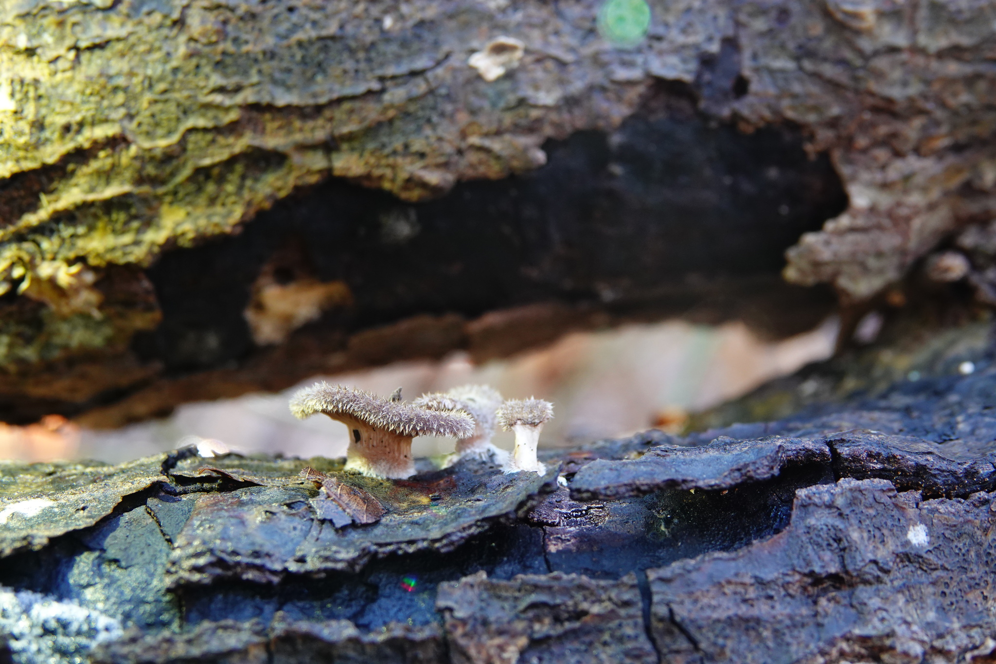 Panus neostrigosus Drechsler-Santos & Wartchow