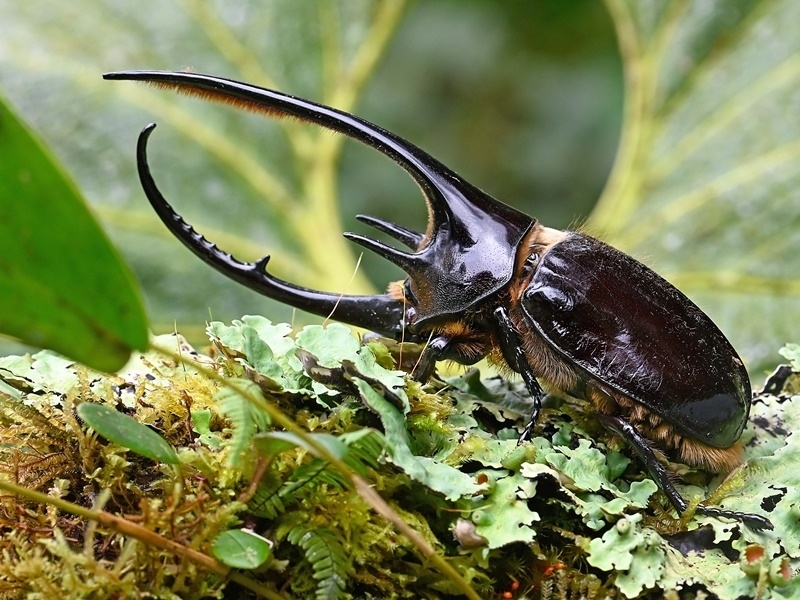 Dynastes neptunus neptunus from San Isidro Lodge on January 25, 2023 at ...