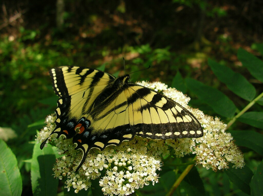 Canadian Tiger Swallowtail from Windham, VT, USA on June 23, 2013 at 12 ...