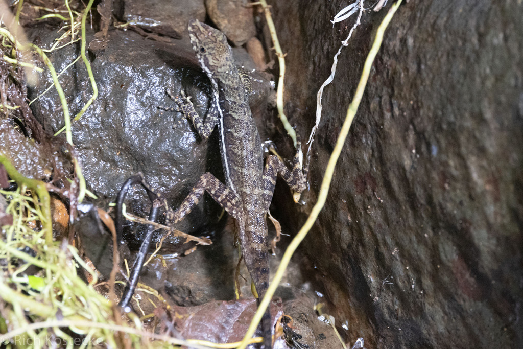 Stream Anole from Alajuela Province, San Carlos, Costa Rica on November ...