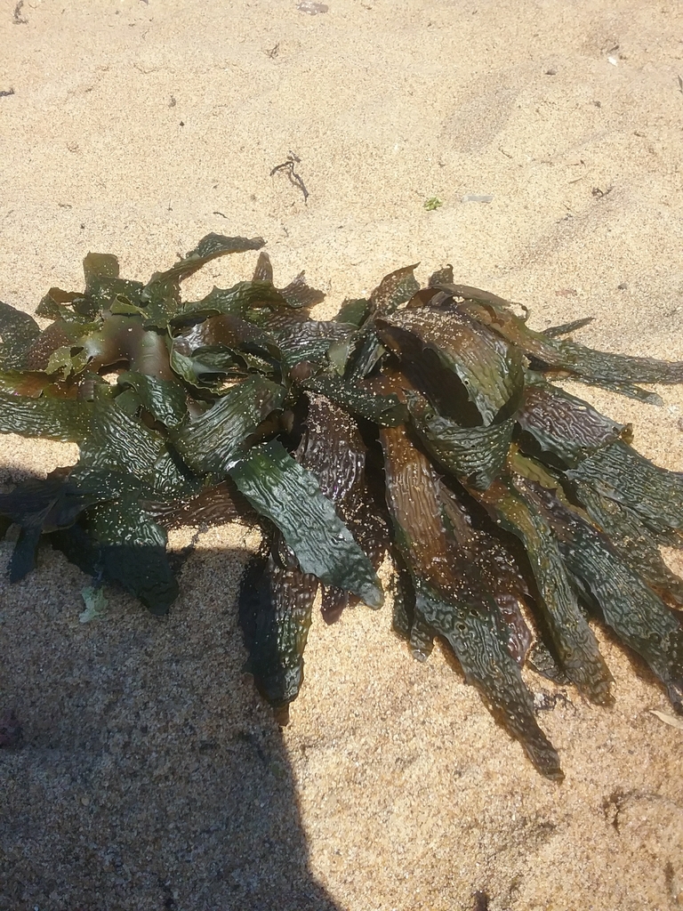Common Kelp from Mornington VIC 3931, Australia on January 11, 2023 at ...
