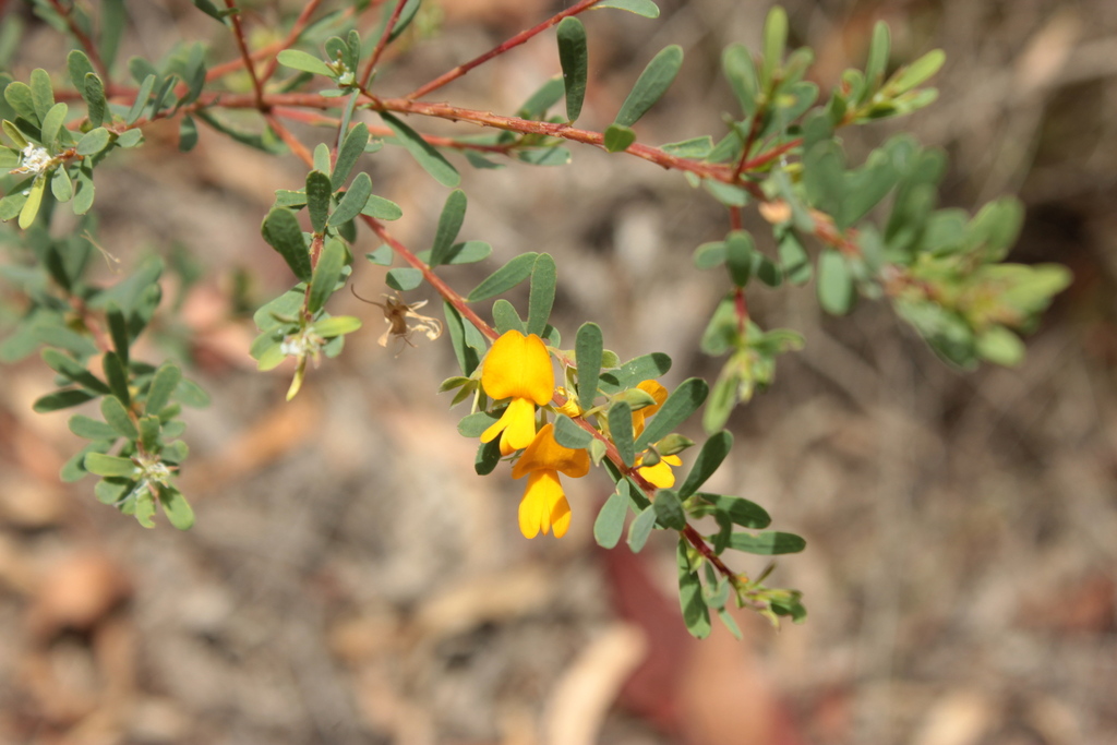 Pultenaea euchila from Muirlea QLD 4306, Australia on January 15, 2023 ...