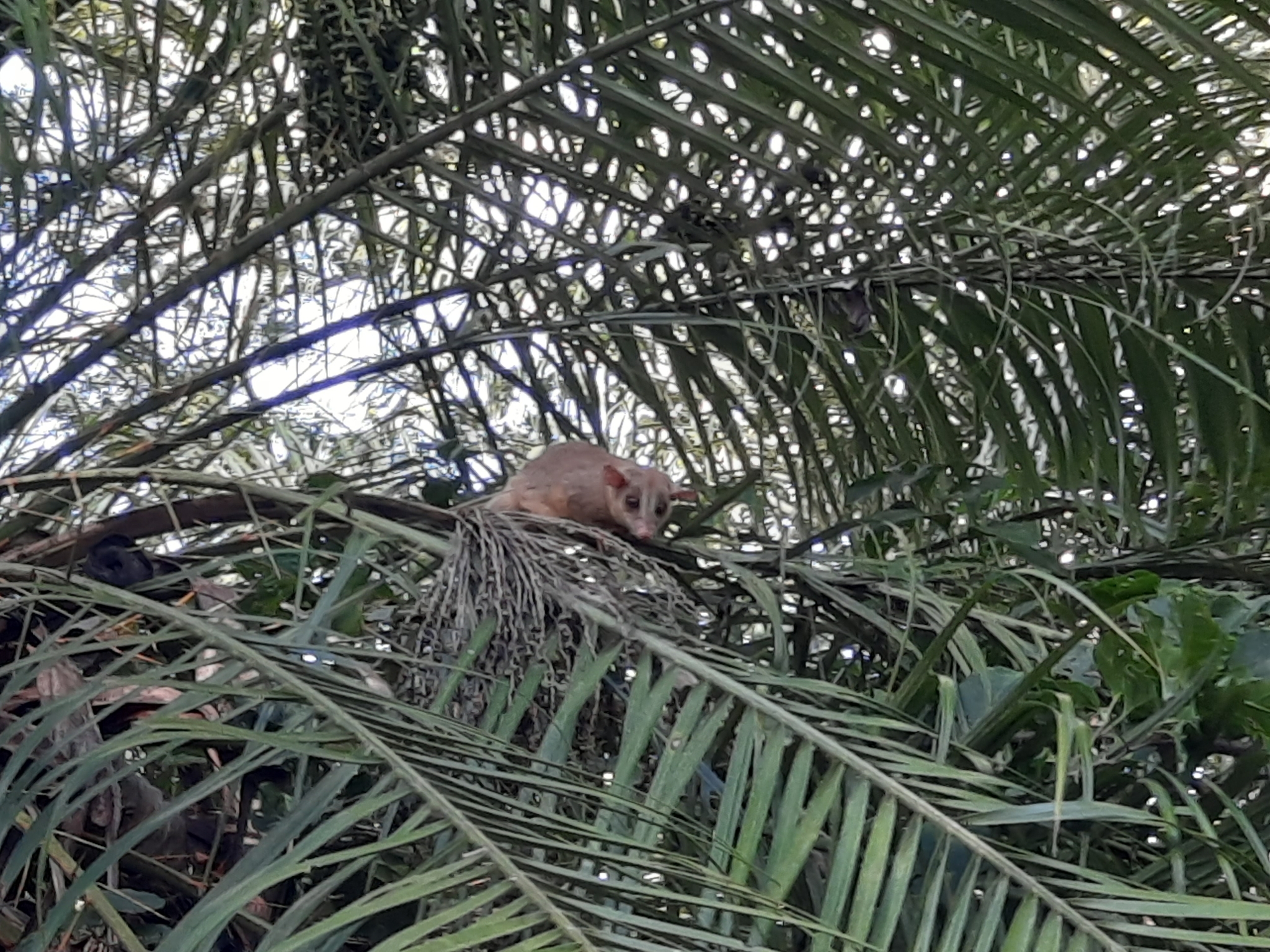 Caluromys philander (Linnaeus, 1758)