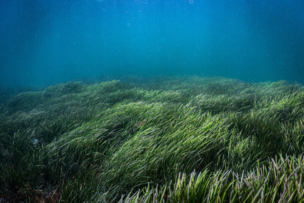 Water-Plantains, Seagrass, and allies from Mount Hope SA 5607 ...