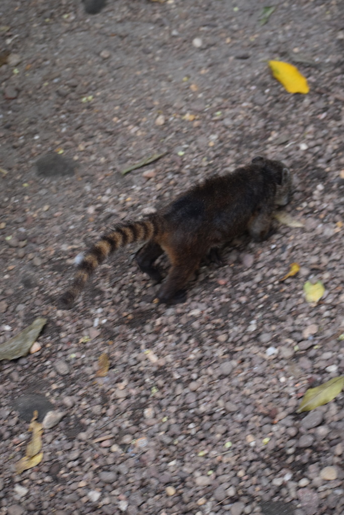 Achuni desde Caño Cristales, Meta, Colombia el17 de septiembre de 2018 ...