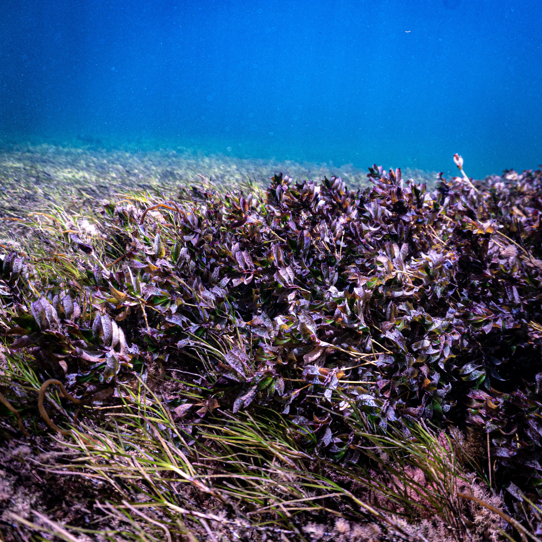 Amphibolis antarctica (Labill.) Asch.