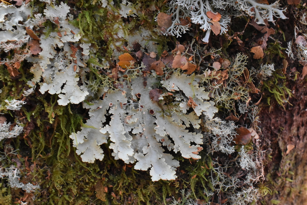 common lichens from Cradle Mountainnp TAS 7306, Australia on February ...