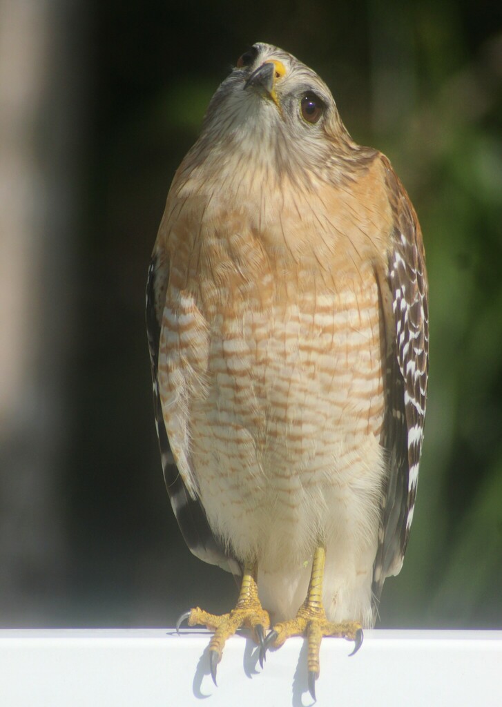 Red-shouldered Hawk from Wesley Chapel, FL, USA on January 25, 2023 at ...