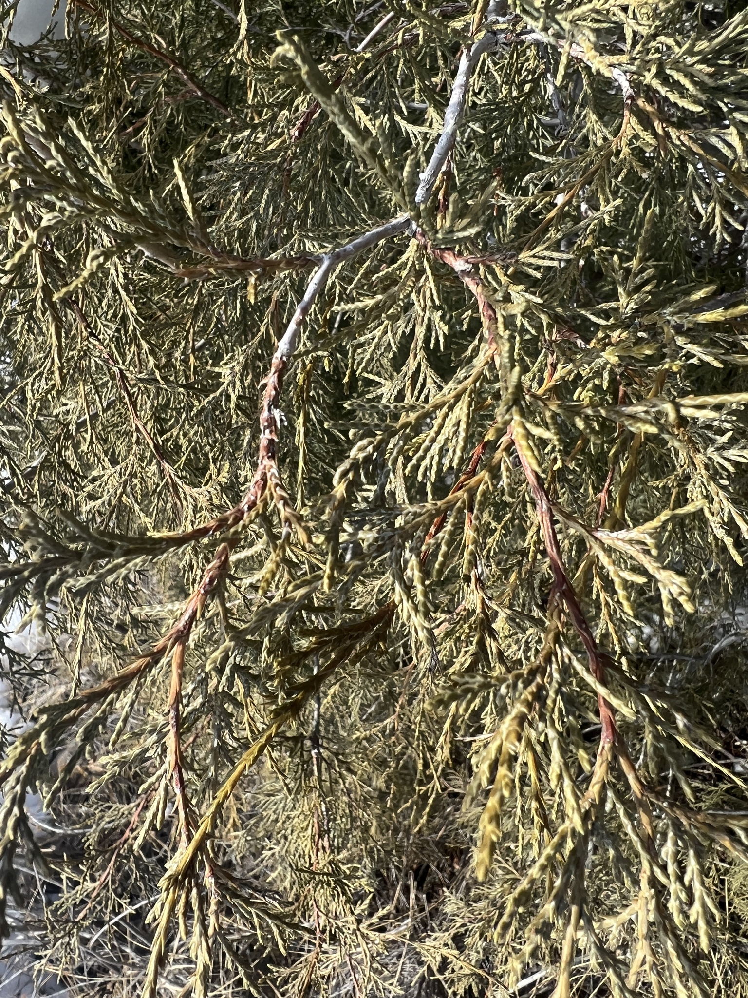 Juniperus scopulorum Sarg.