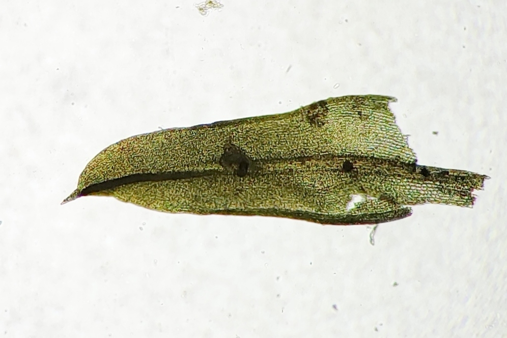 Barbula unguiculata Hedwig, 1801