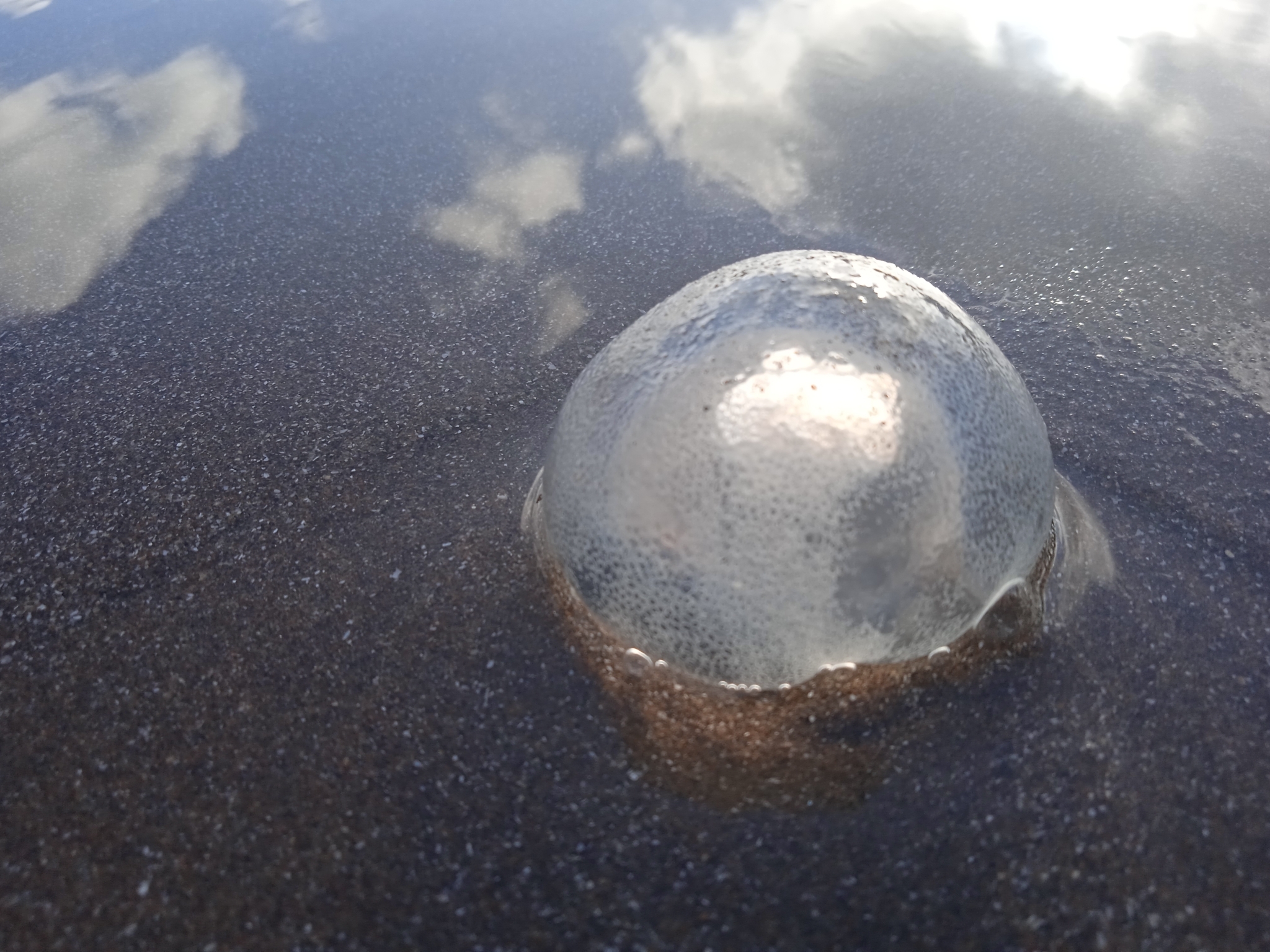 Lychnorhiza lucerna Haeckel, 1880