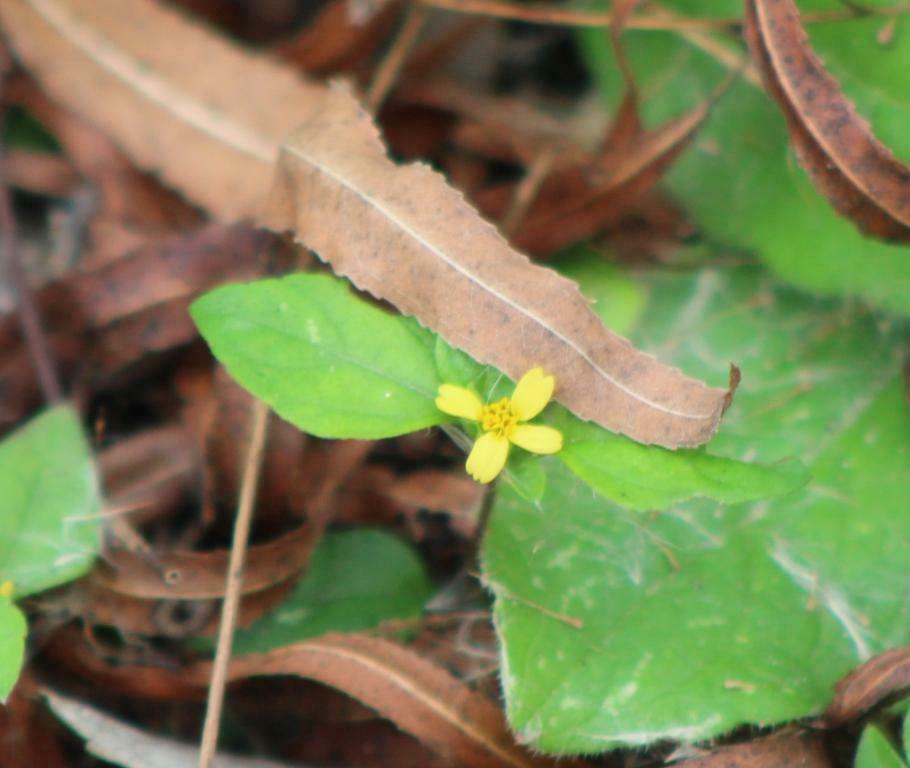 straggler daisy from Port Aransas, TX, USA on January 24, 2023 at 02:24 ...