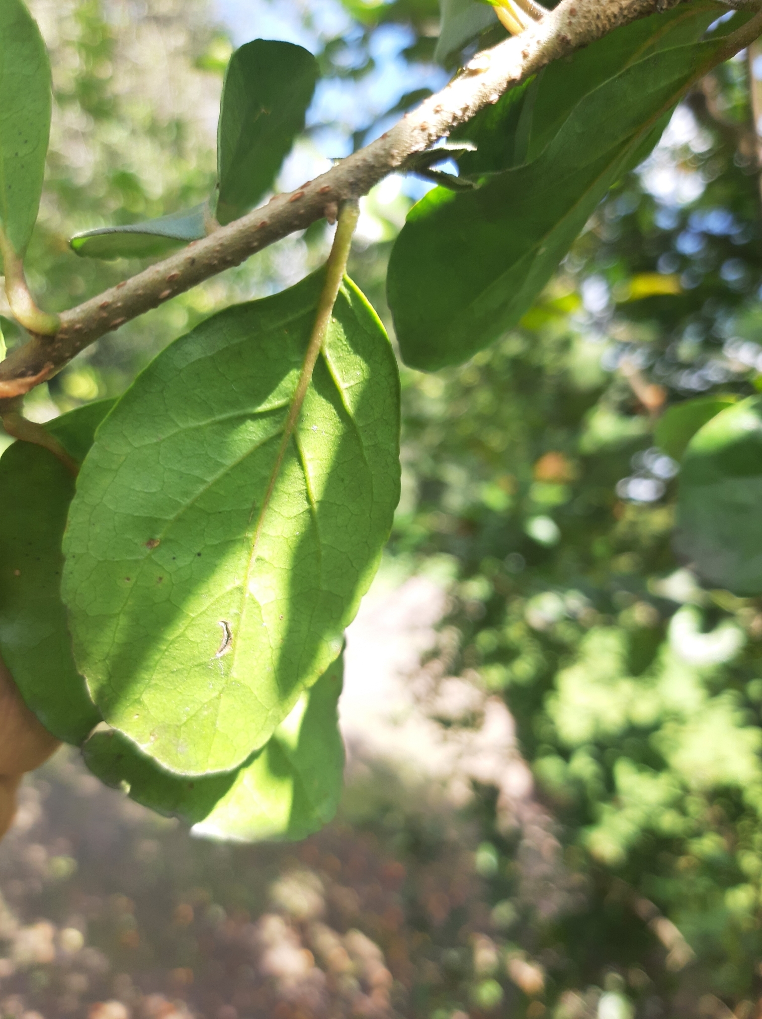 Dovyalis E.Mey. ex Arn.