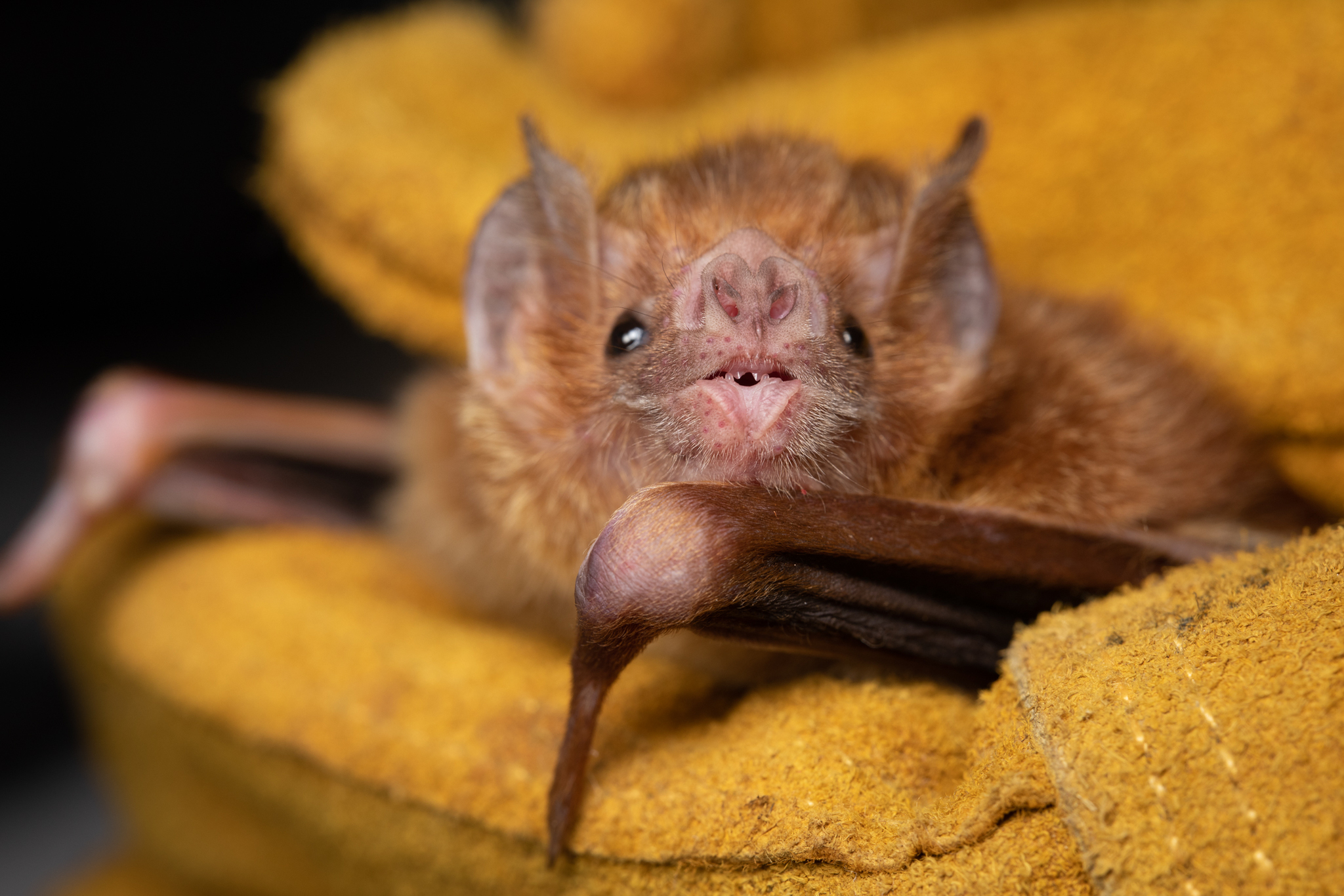 Desmodus rotundus (E.Geoffroy, 1810)