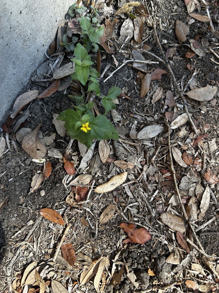 straggler daisy from Trinity University, San Antonio, TX, US on January ...