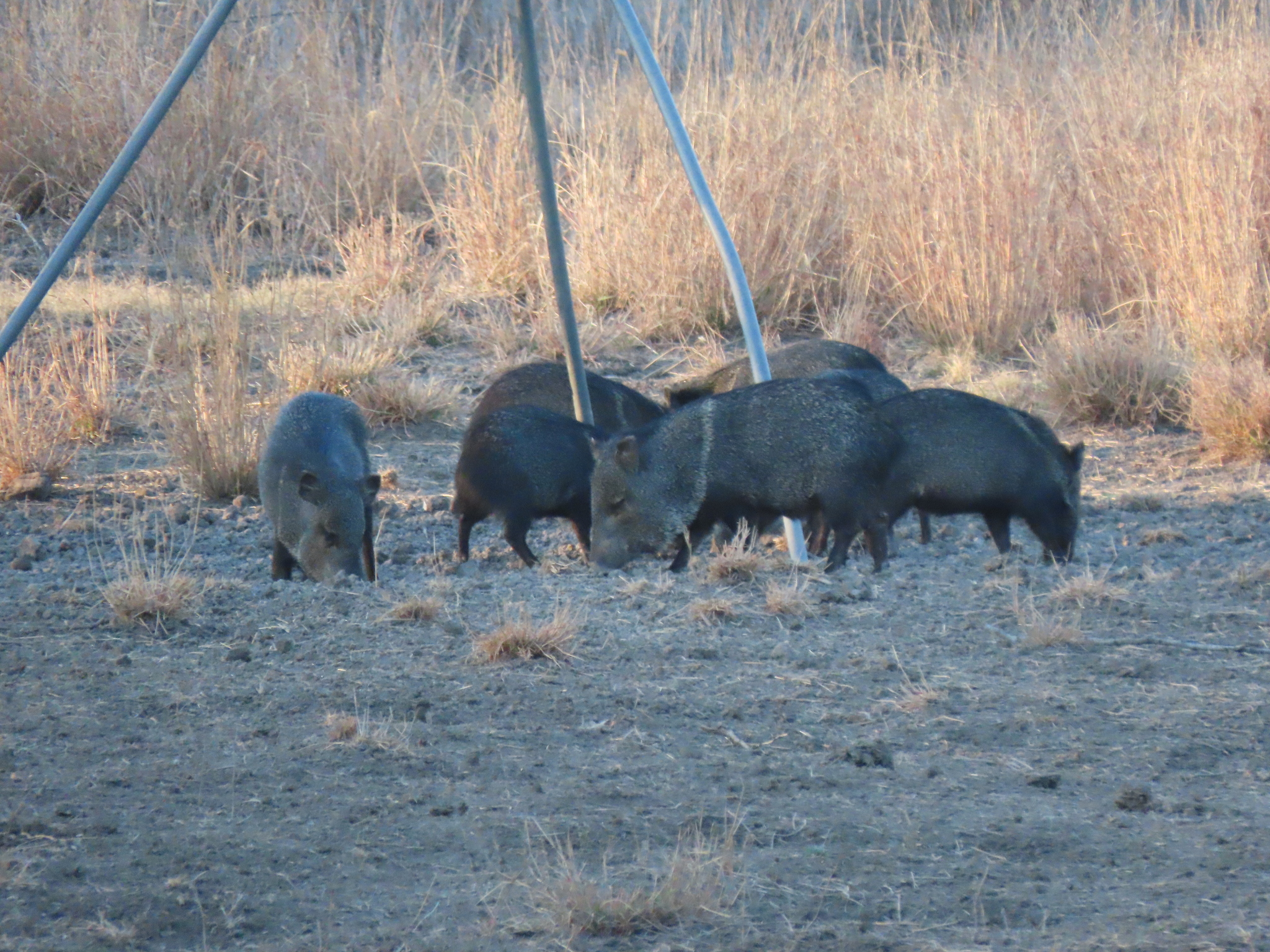 Pecari tajacu (Linnaeus, 1758)