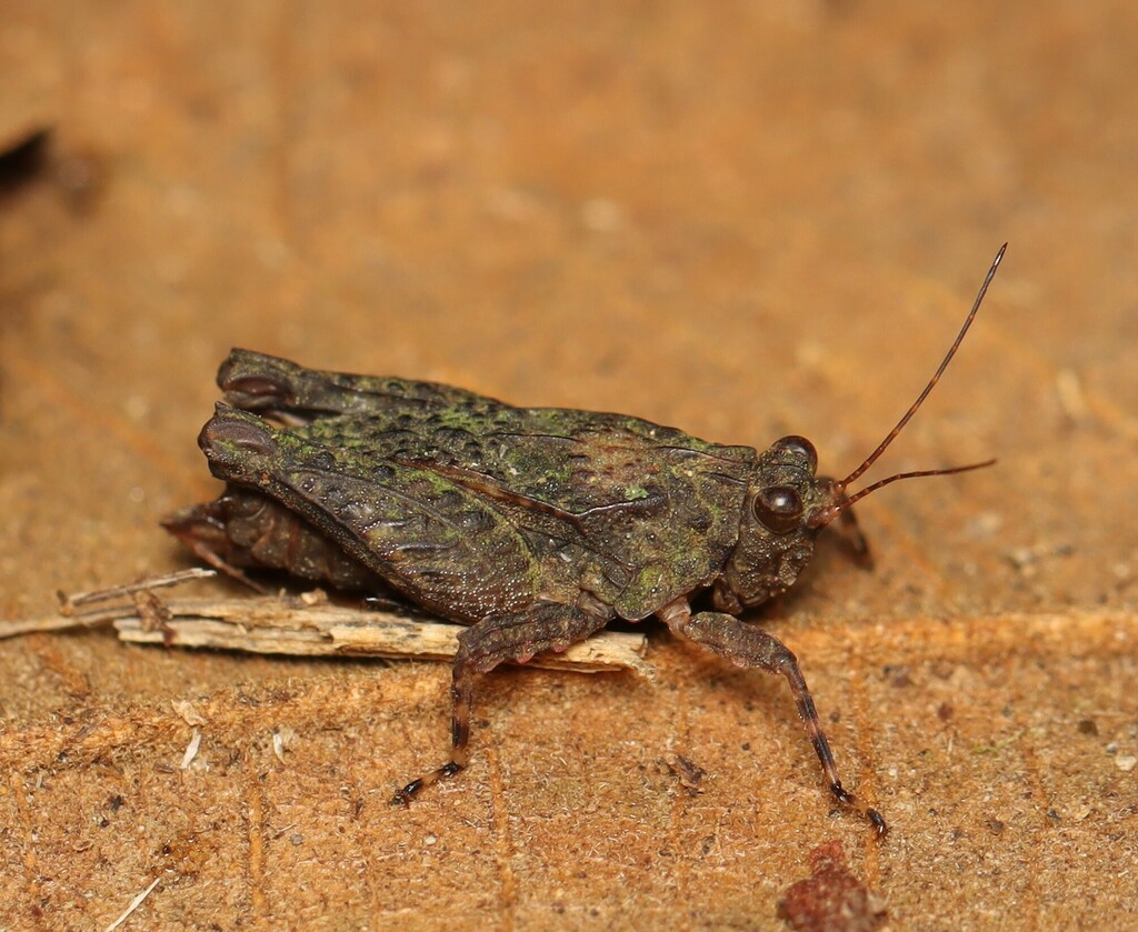 Platythorus camurus from Alajuela Province, San Ramón, Costa Rica on ...