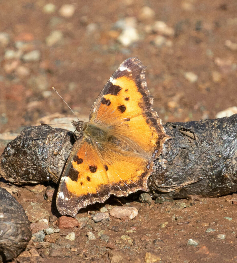California Tortoiseshell from Mount Diablo State Park, Contra Costa ...