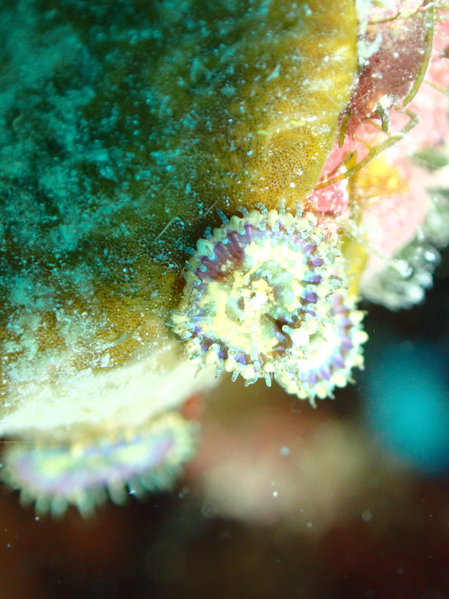 Sphenopidae